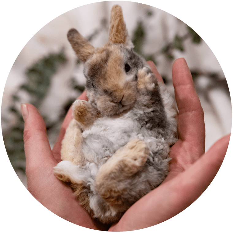 Bunny Adoption – Corban Rabbitry
