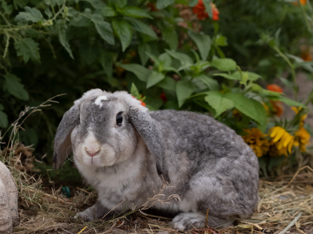 Our Does – Corban Rabbitry