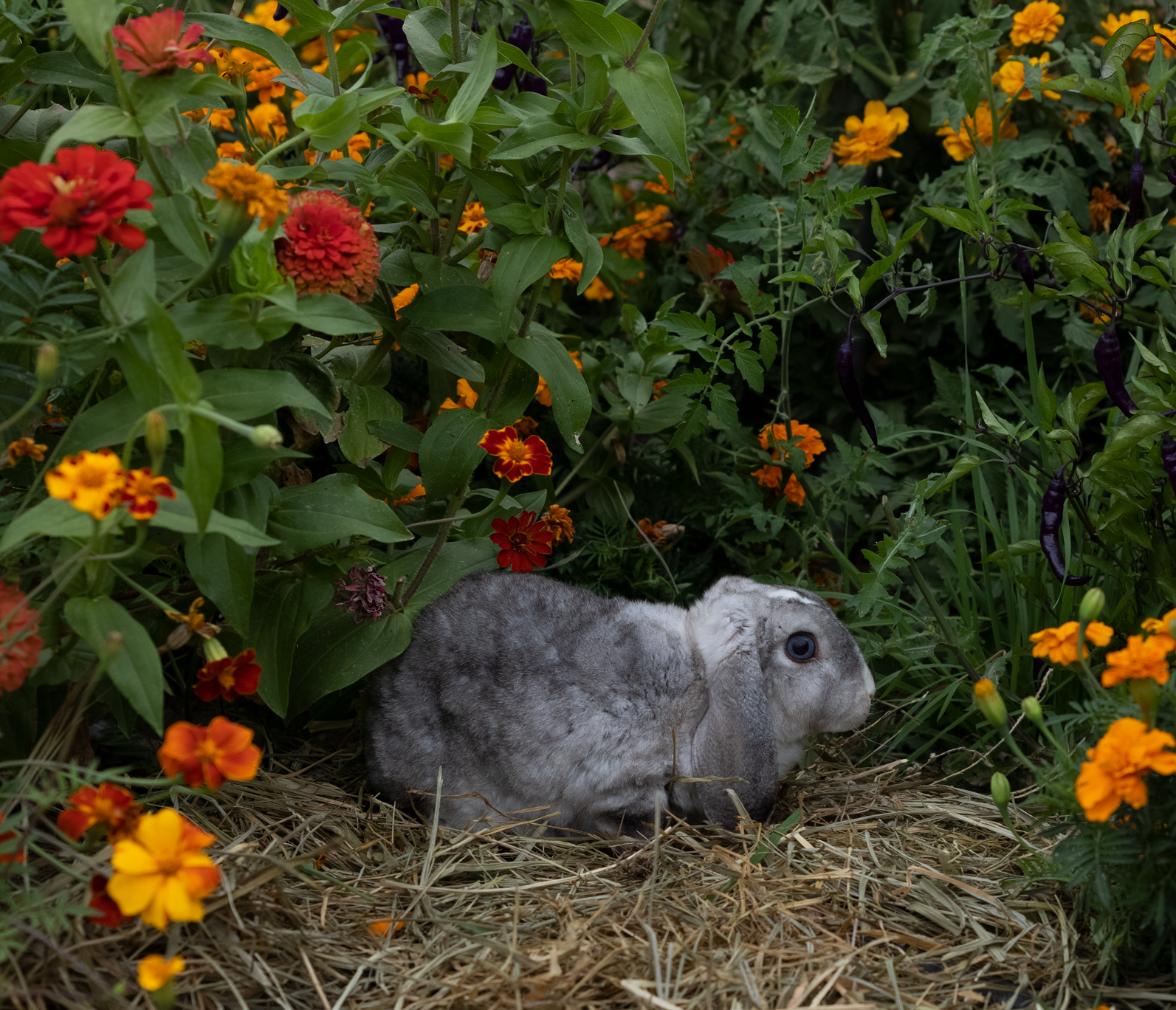 Fionah – Corban Rabbitry