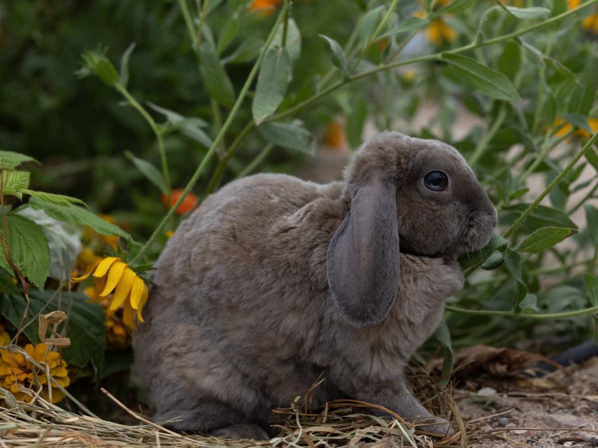 Our Does – Corban Rabbitry