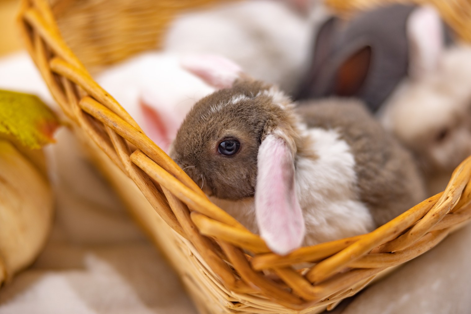 Corban Rabbitry – Pedigreed Mini Plush Lop Rabbits