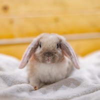 Transport – Corban Rabbitry