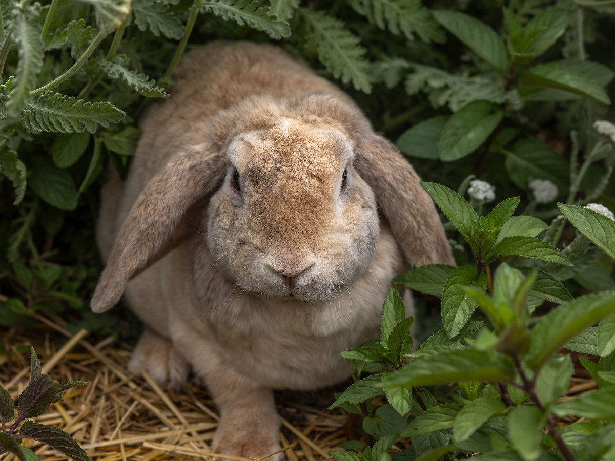 Our Does – Corban Rabbitry