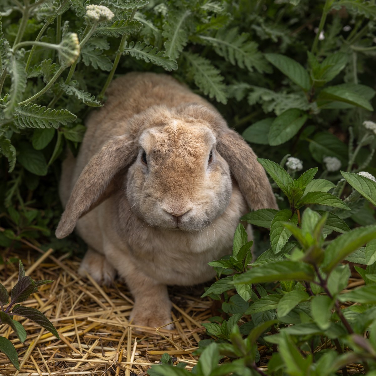 Evah- – Corban Rabbitry