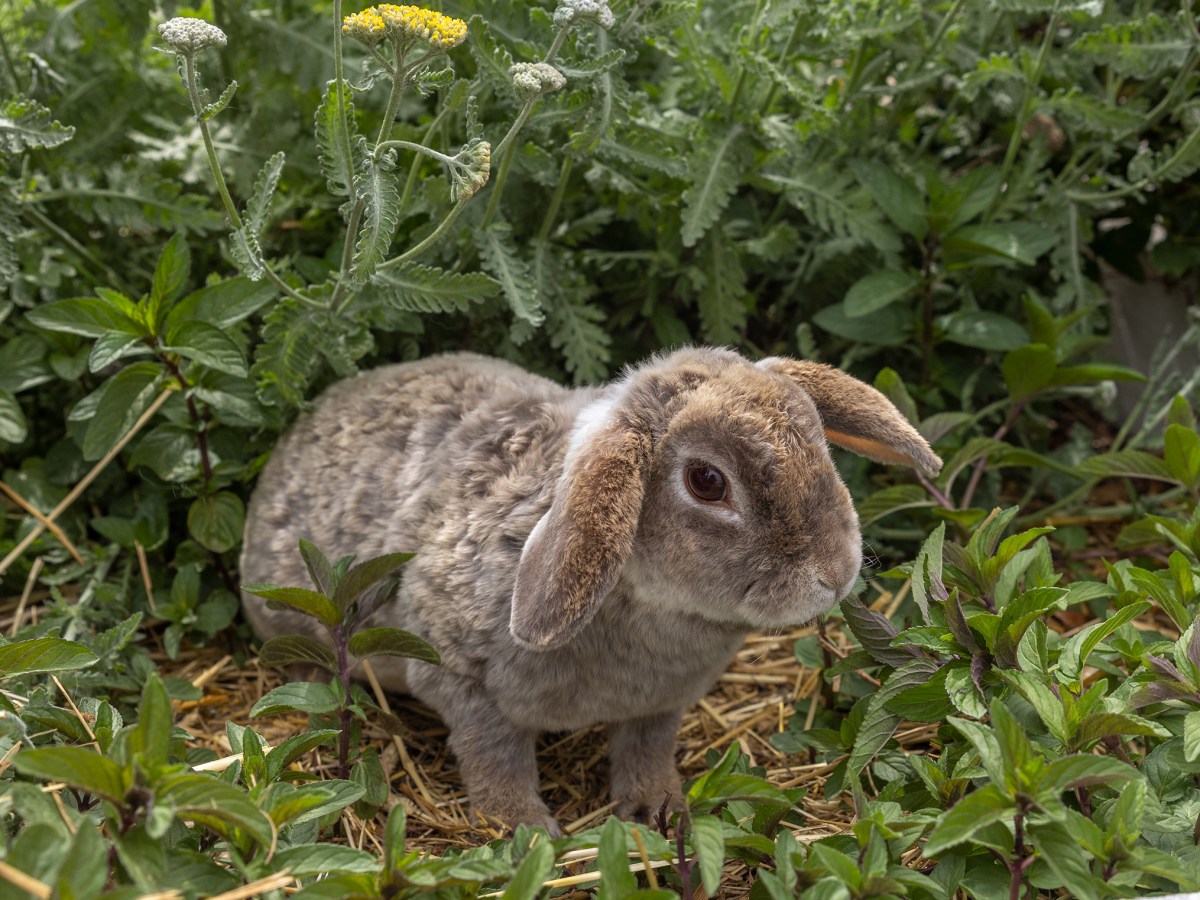 Our Does – Corban Rabbitry