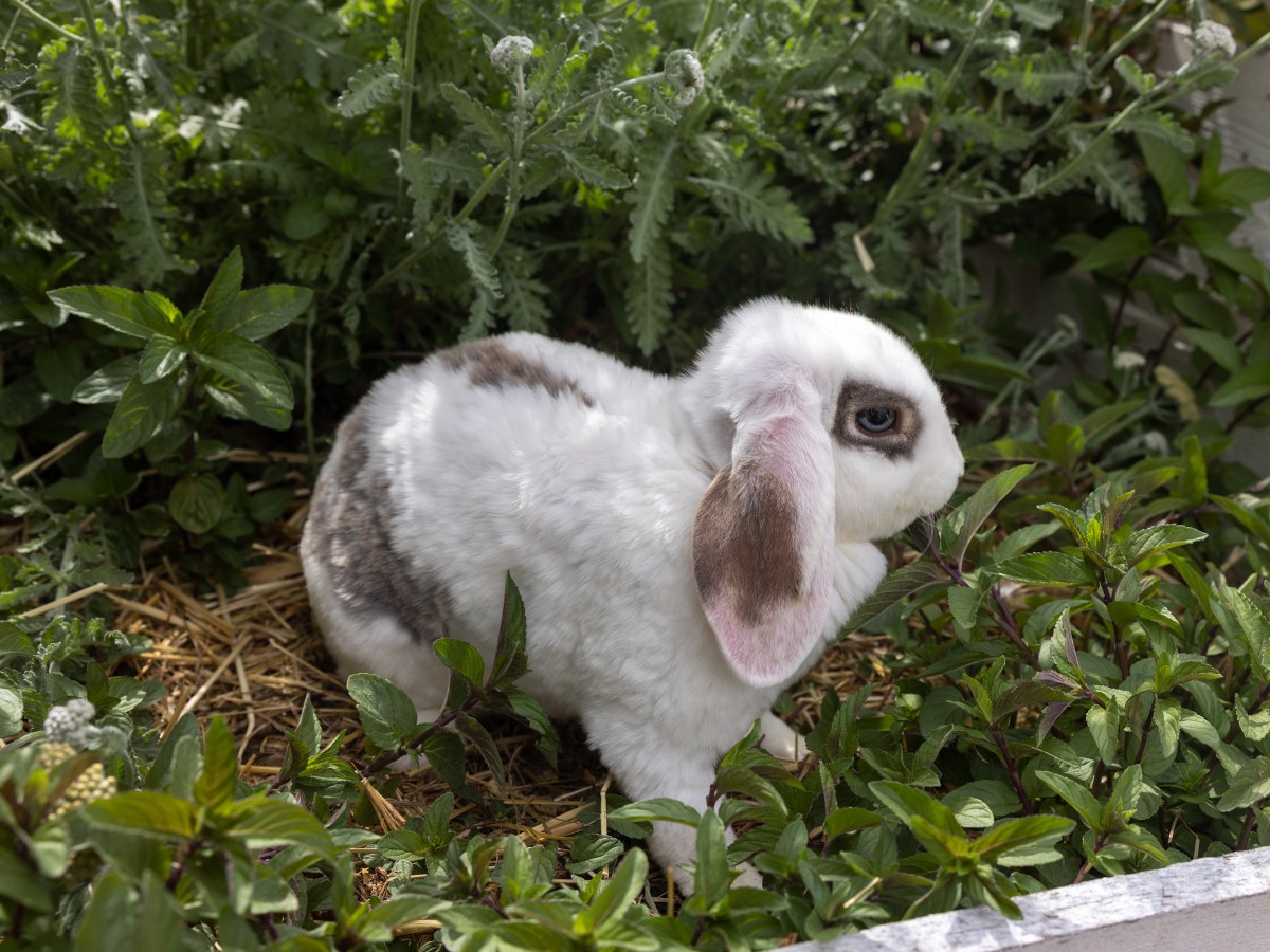 Our Does – Corban Rabbitry