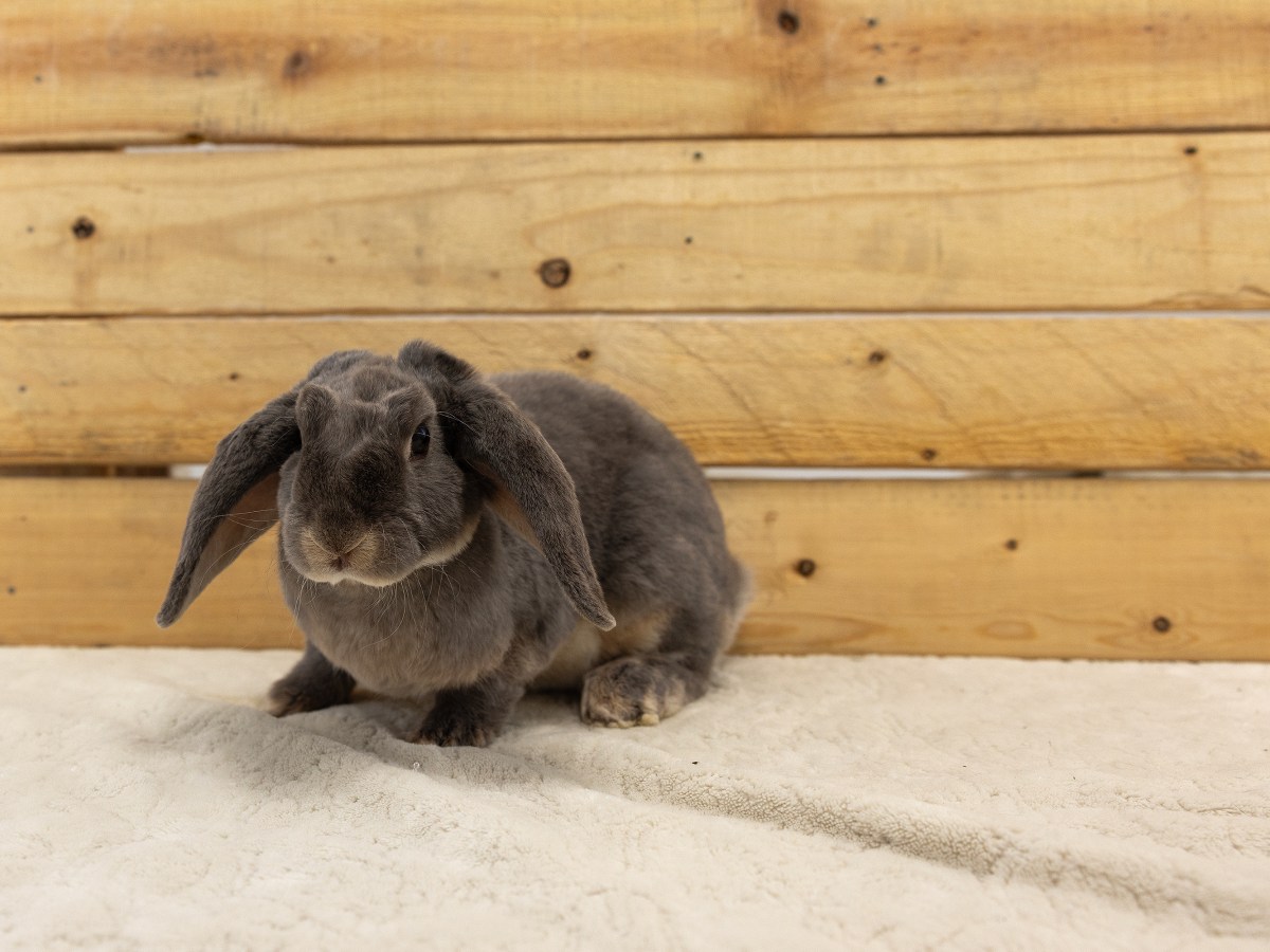 Available Bunnies – Corban Rabbitry