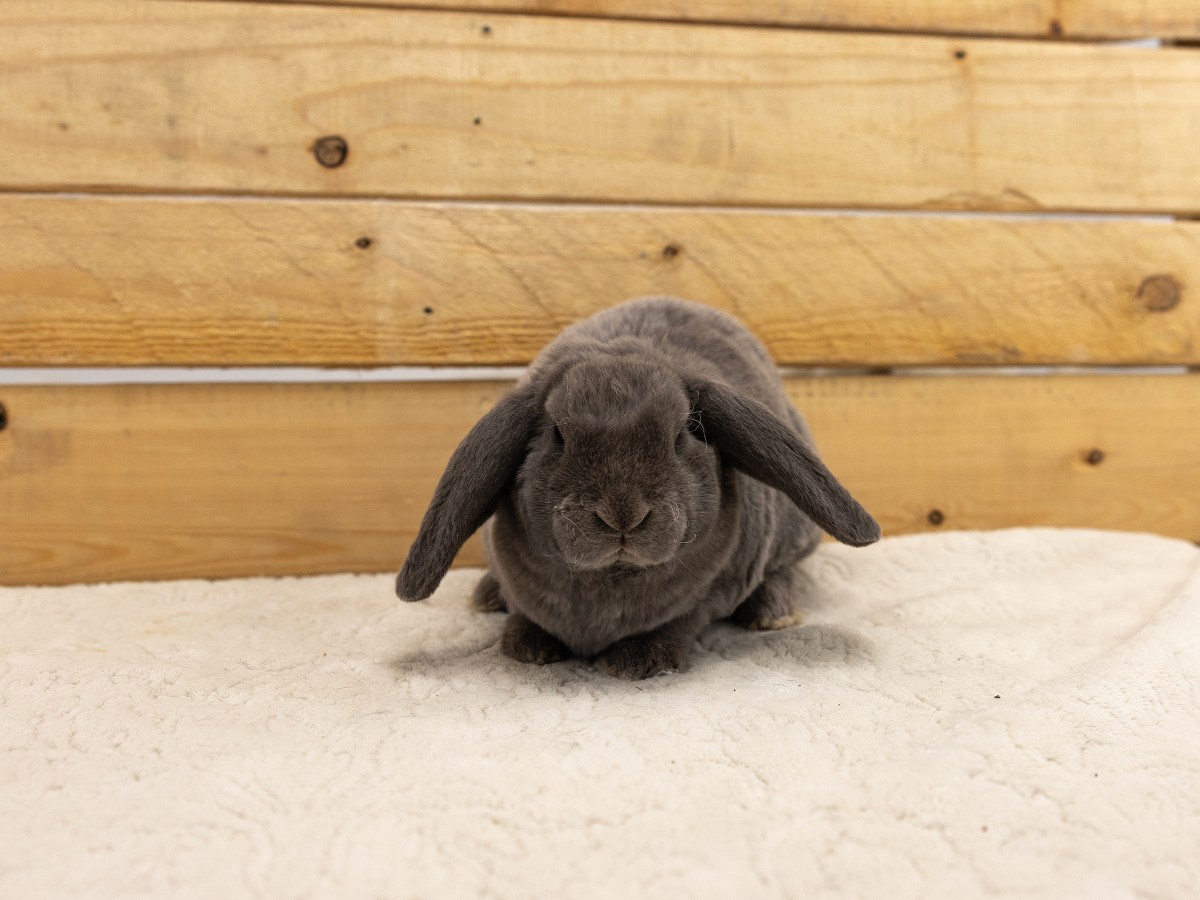 Available Bunnies – Corban Rabbitry