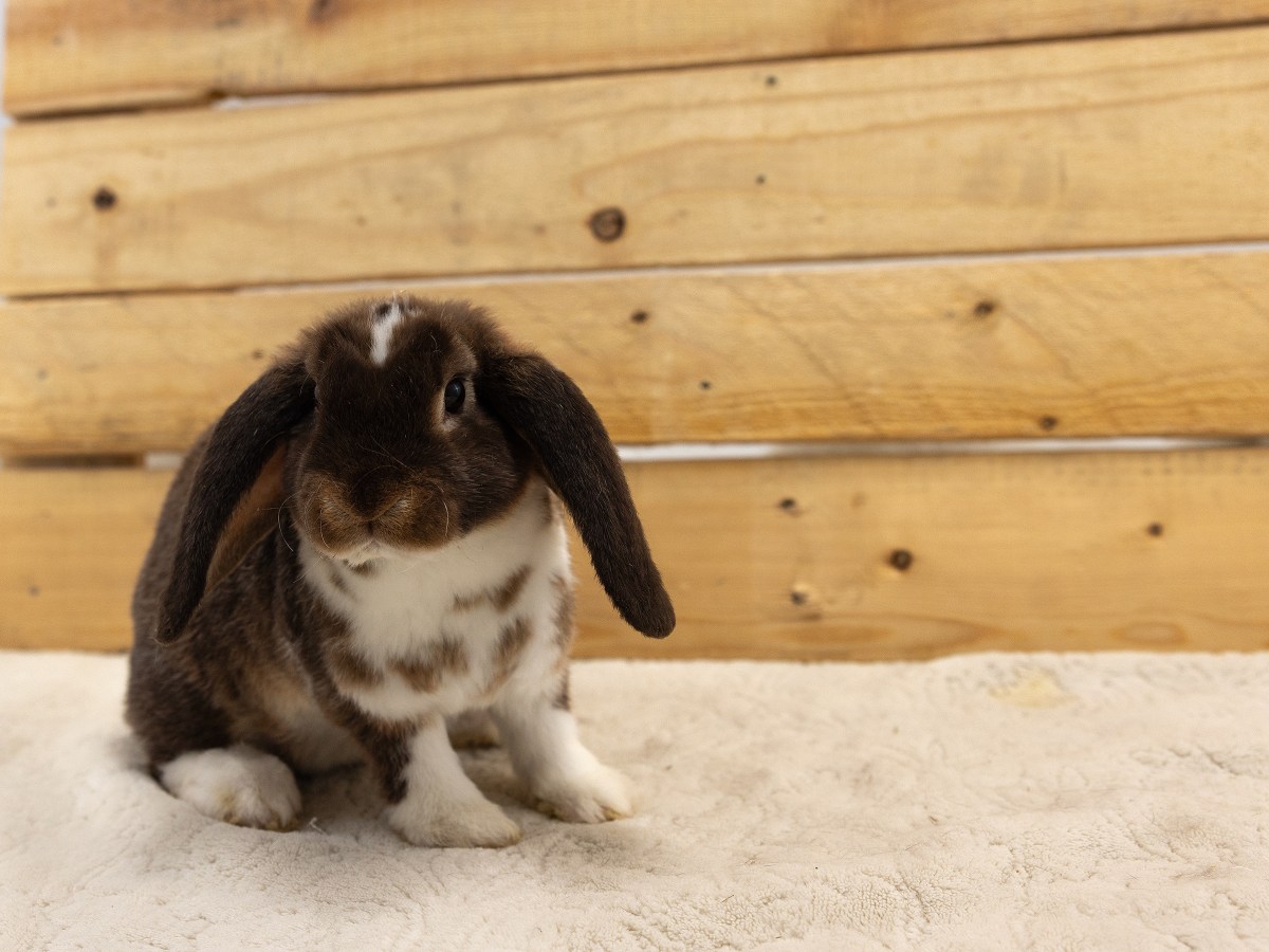 Available Bunnies – Corban Rabbitry