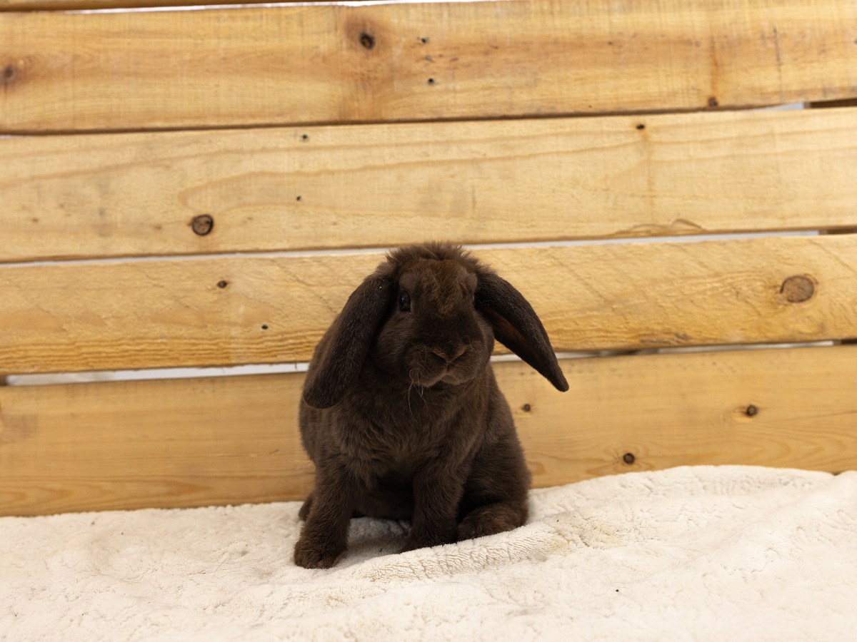 Available Bunnies – Corban Rabbitry