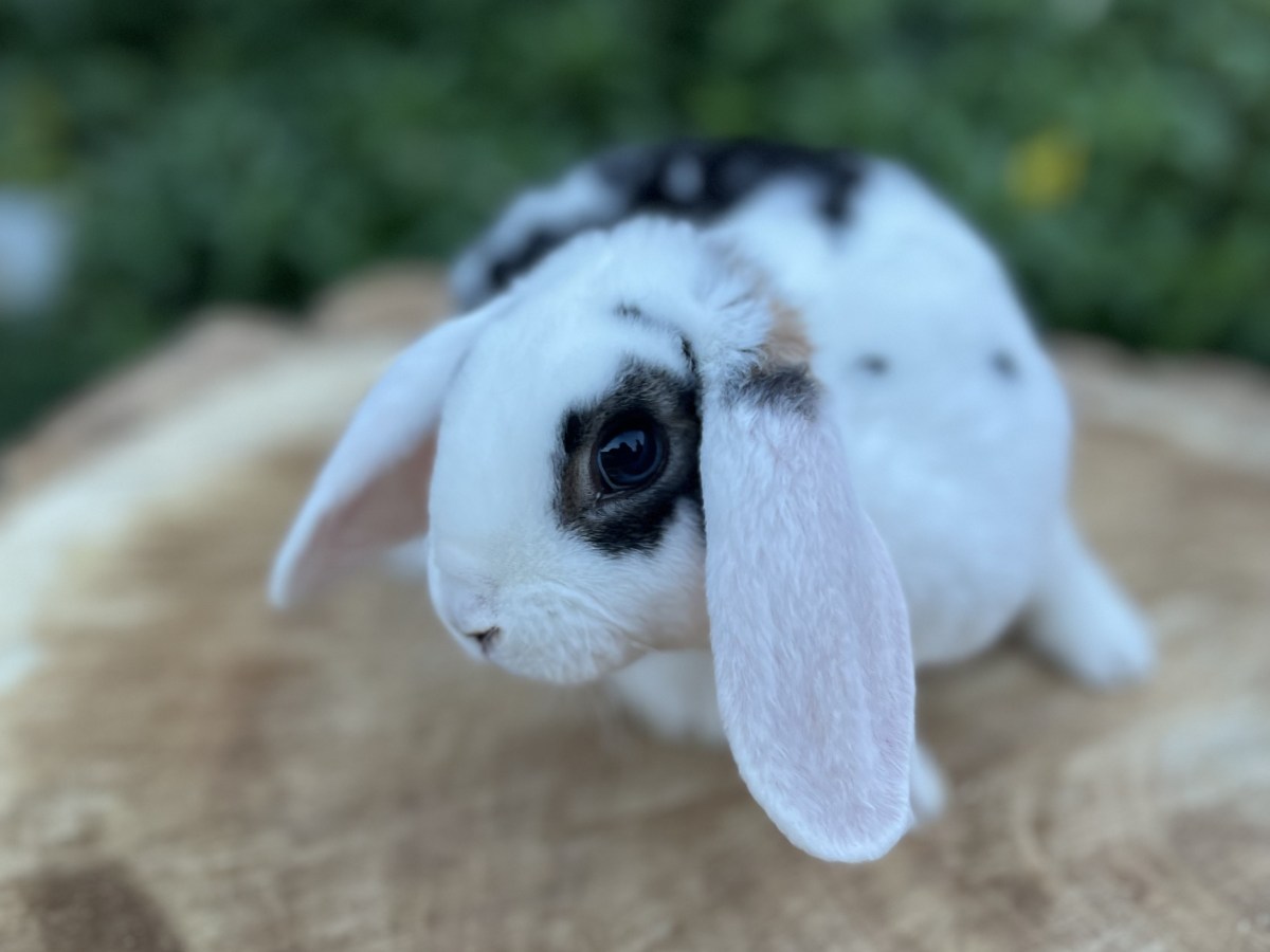 Available Bunnies – Corban Rabbitry