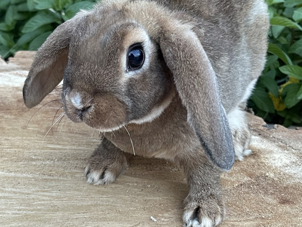 Available Bunnies – Corban Rabbitry