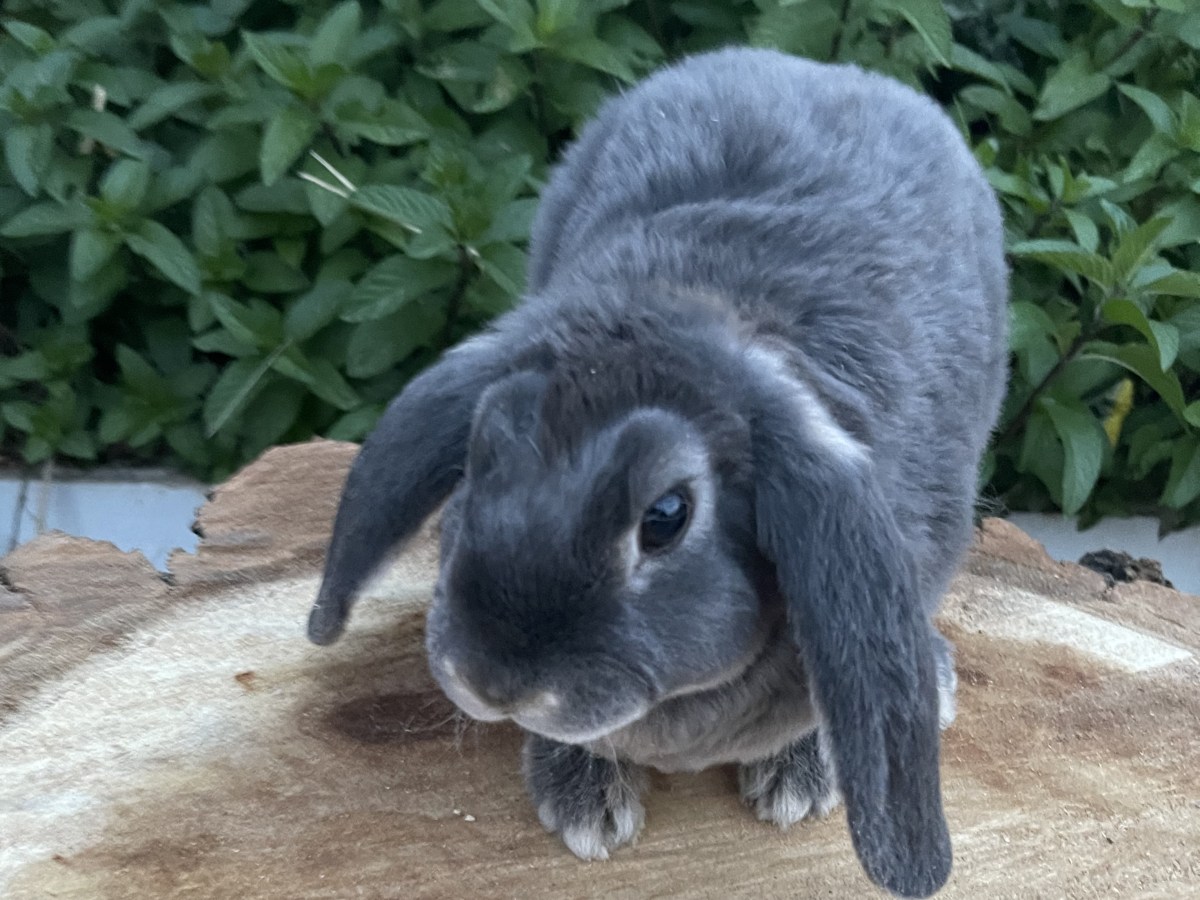 Available Bunnies – Corban Rabbitry