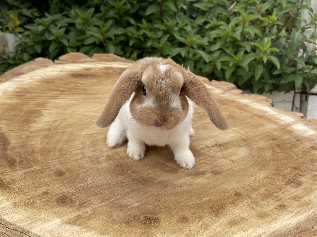 Available Bunnies – Corban Rabbitry