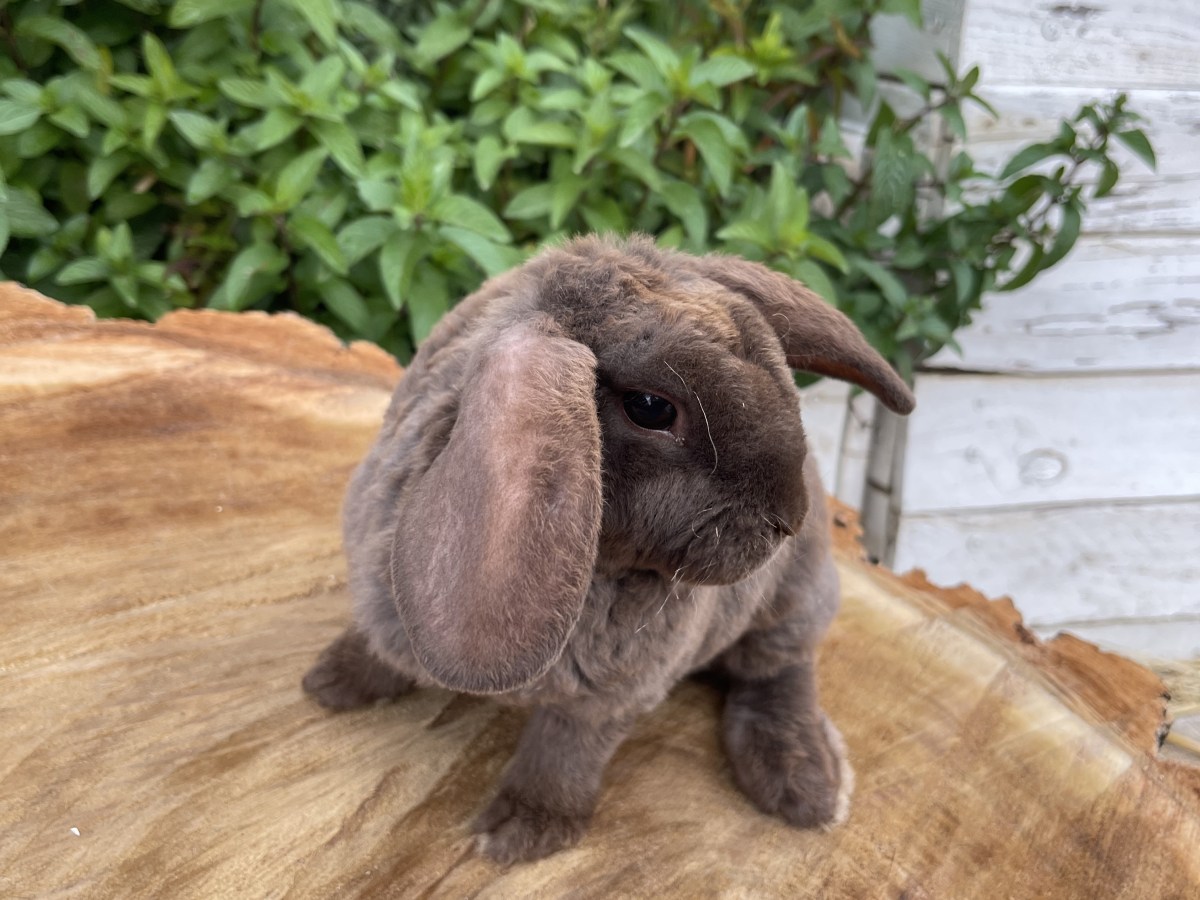 Available Bunnies – Corban Rabbitry