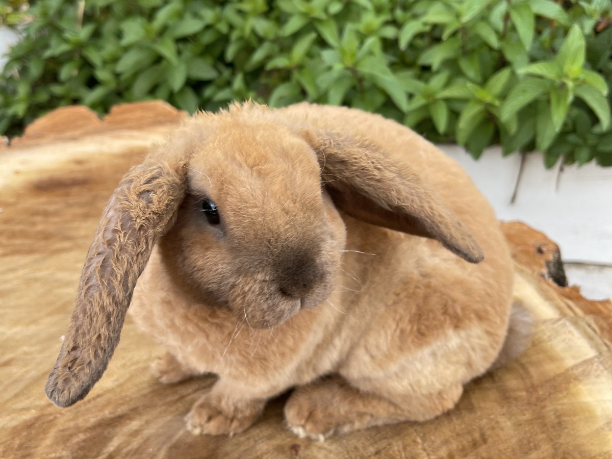 Available Bunnies – Corban Rabbitry