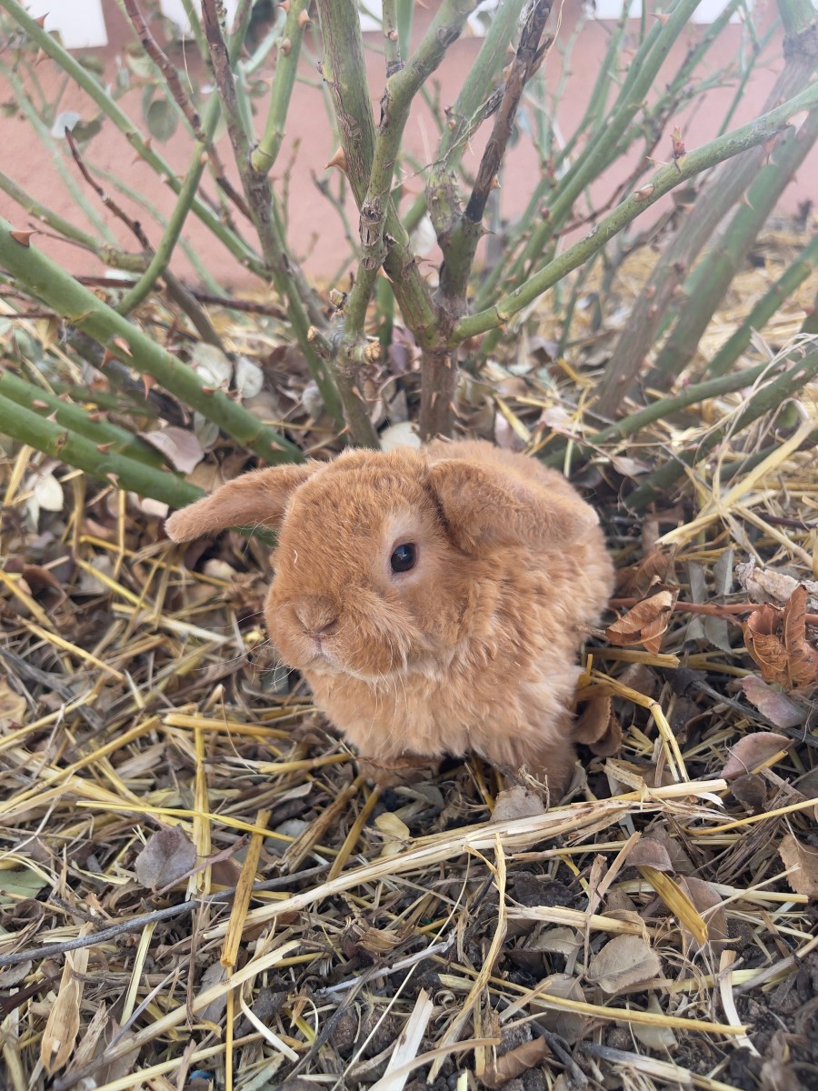 Unity – Doe – Corban Rabbitry