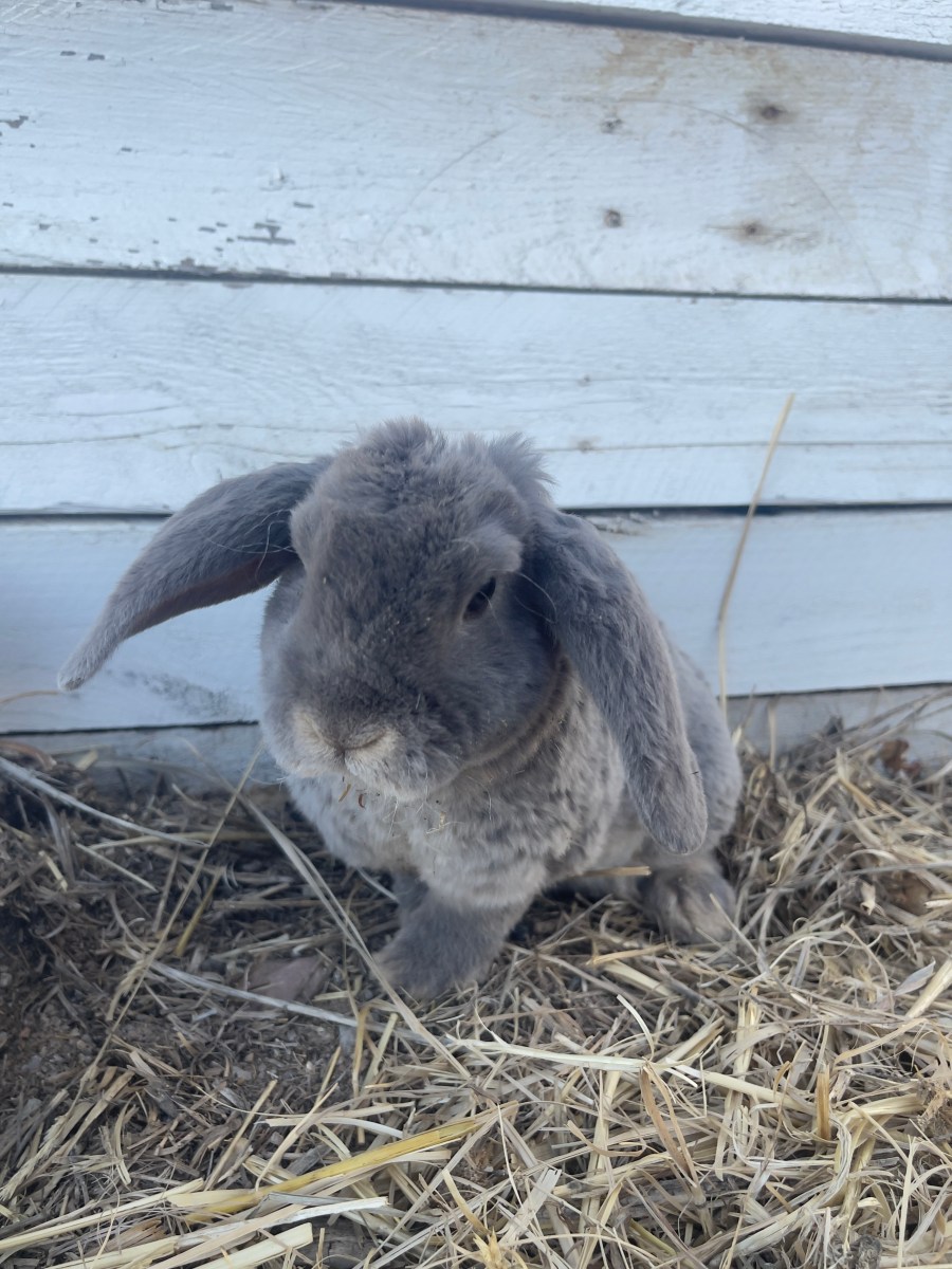 Trista – Doe – Corban Rabbitry