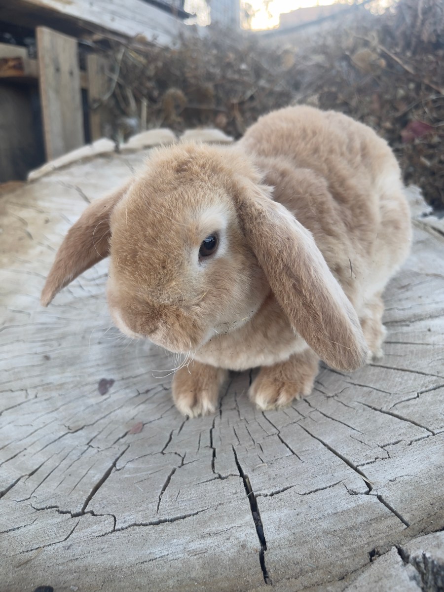 Theodore – Buck – Corban Rabbitry